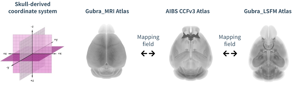 Whole Brain Imaging | Gubra